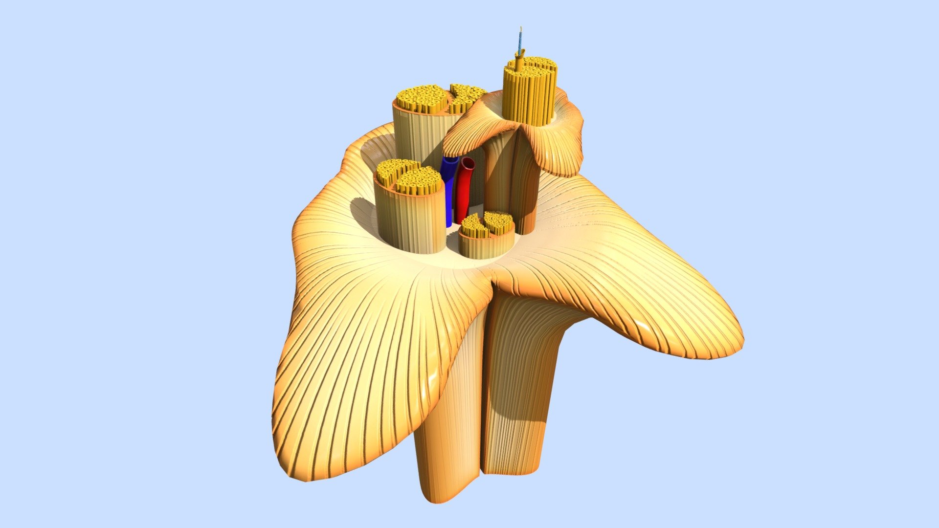 Human Nerve cross section - Download Free 3D model by arloopa [e57b011 ...