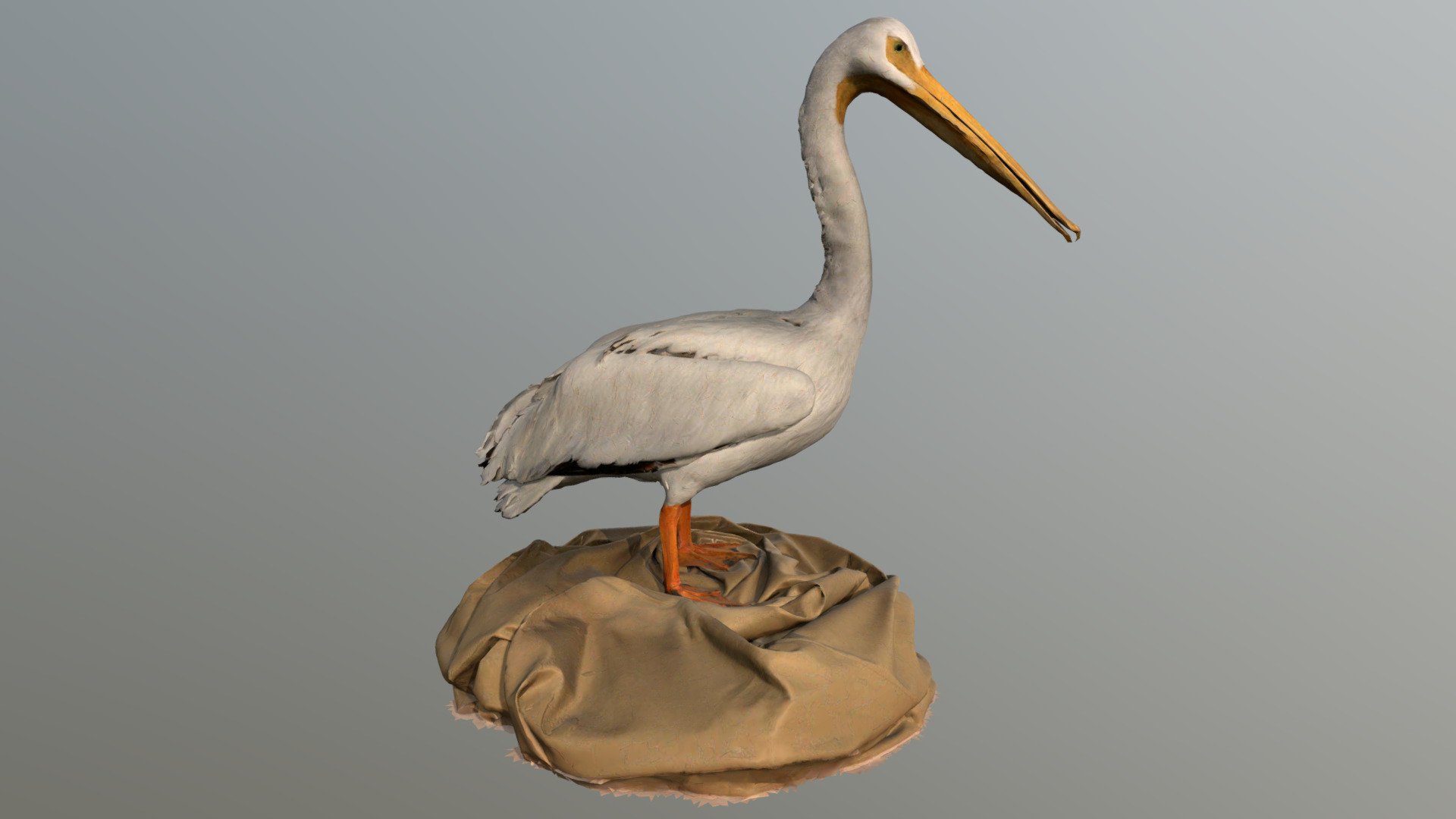 American White Pelican - 3D model by Nebraska Public Media ...