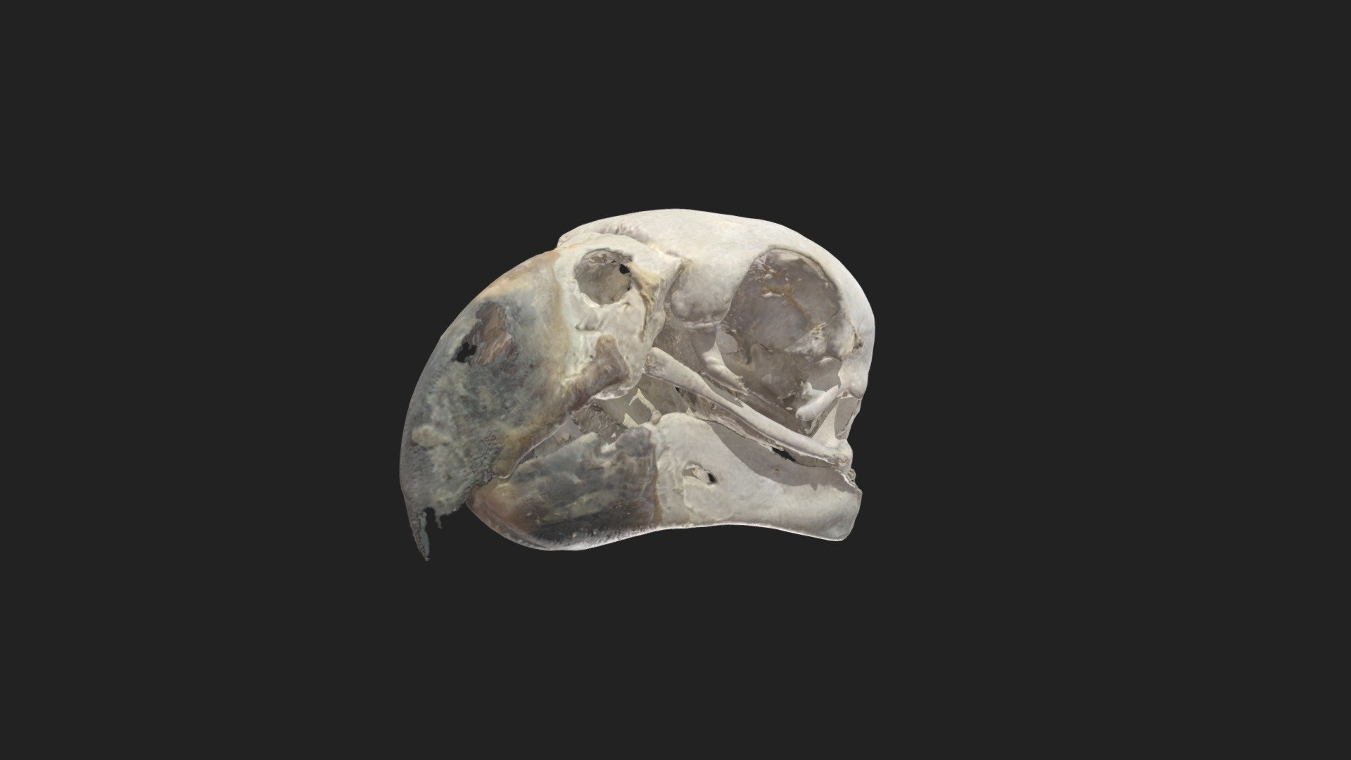 skull amazon parrot - 3D model by vetanatMunich [e587578] - Sketchfab