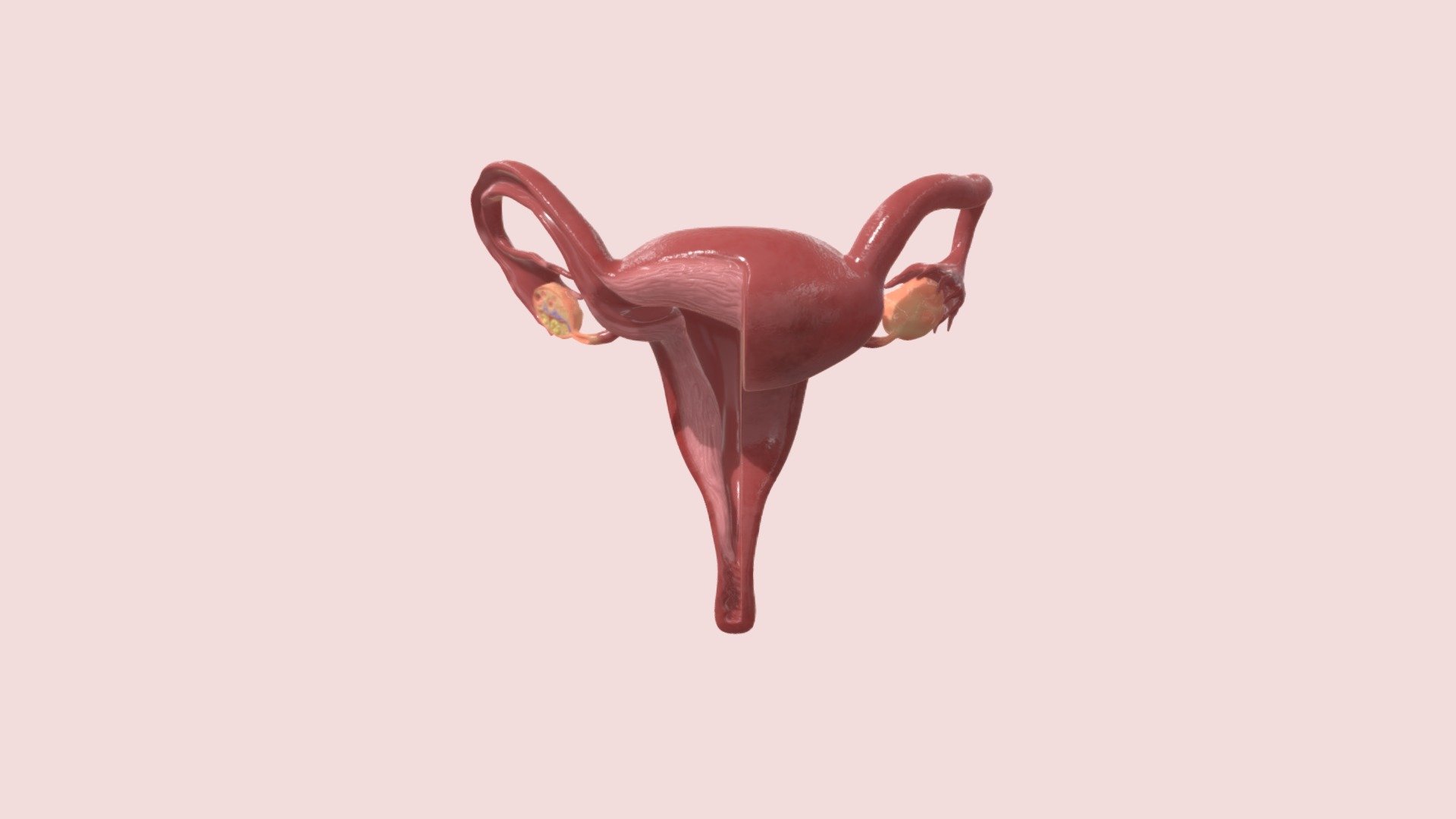 Uterus - 3D model by Mowens25 [e588ee5] - Sketchfab