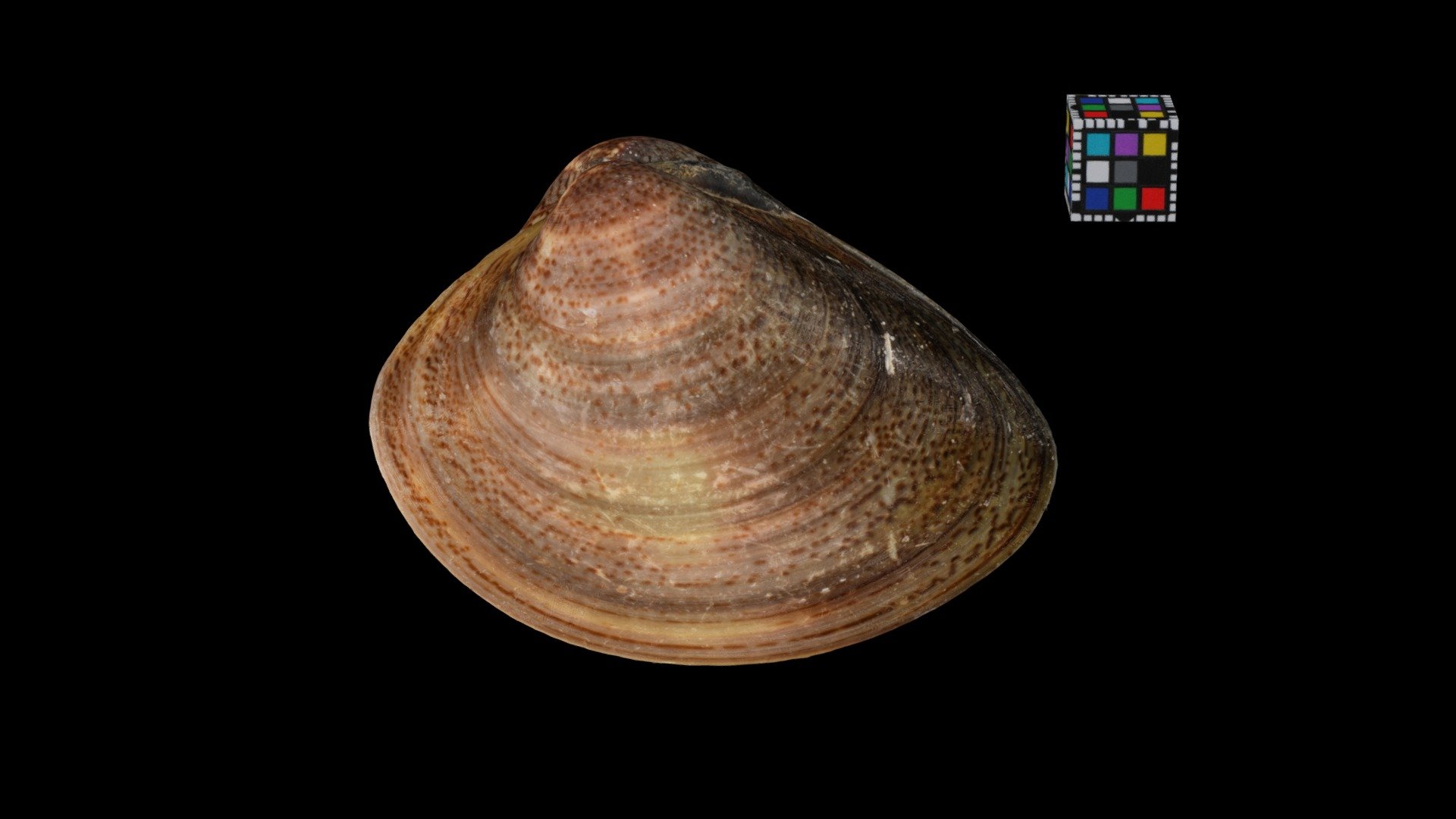 CC0 ハマグリ Japanese Hard Clam, Meretrix lusoria - Download Free 3D model ...