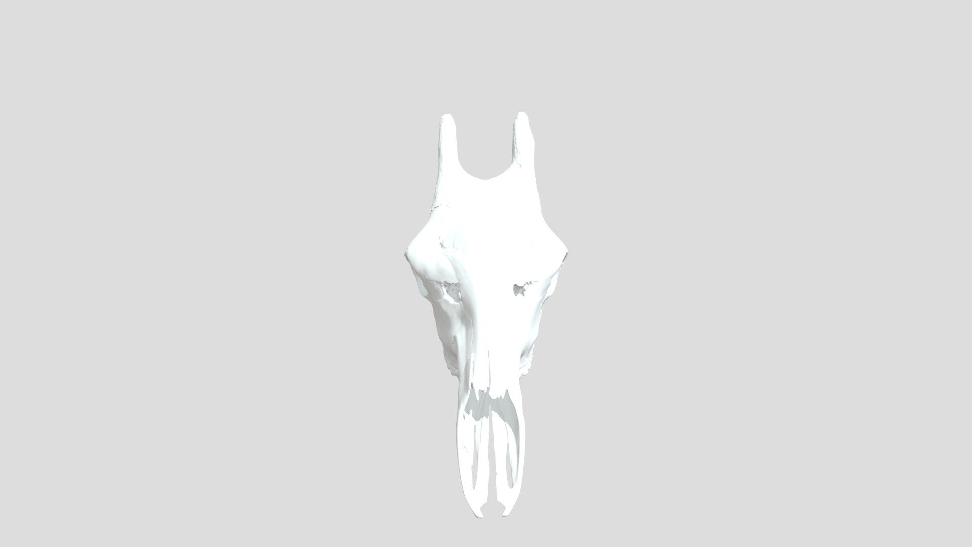 Giraffe skull - 3D model by edwin.jm.lee [e593f95] - Sketchfab