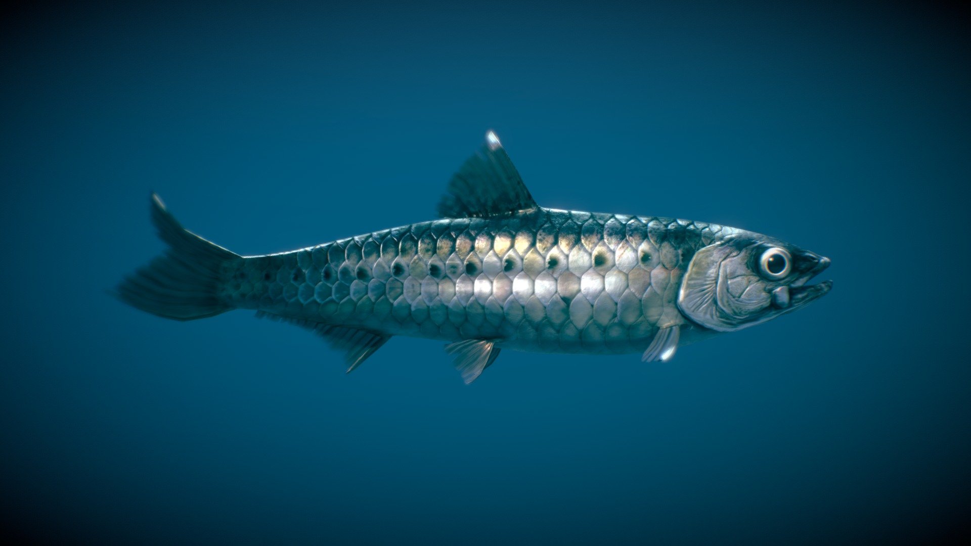 European Pilchard - Buy Royalty Free 3D model by Nestaeric [e59ba16 ...