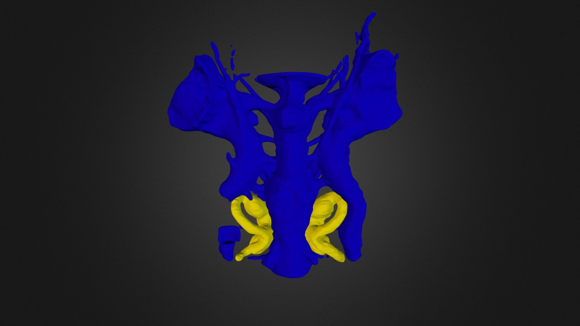 Shuyu zhejiangensis - 3D model by John Cunningham (@cunningham_ja ...