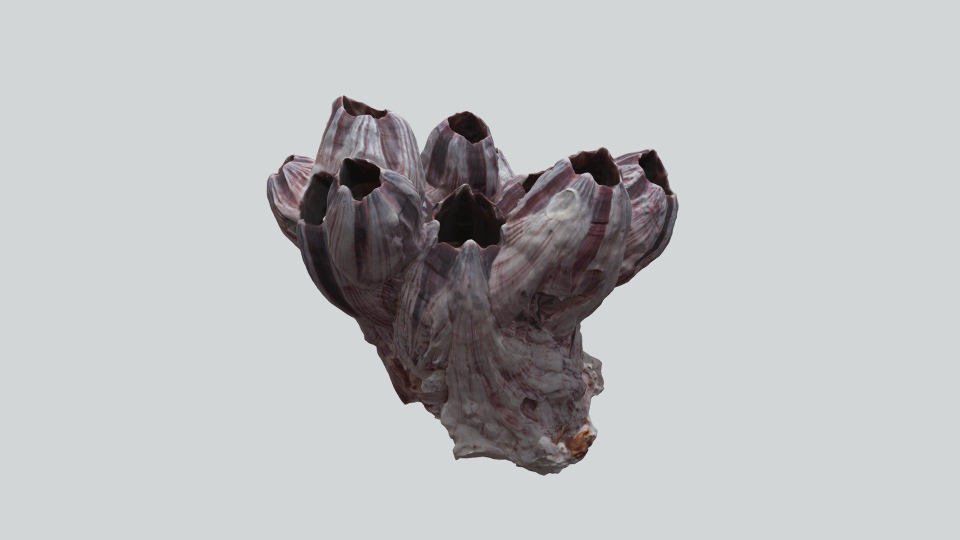Percebe (Pollicipes pollicipes) - 1 - 3D model by Laboratorio de Arte ...
