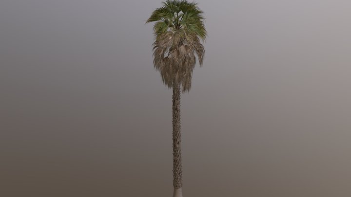 Palm 3D models - Sketchfab