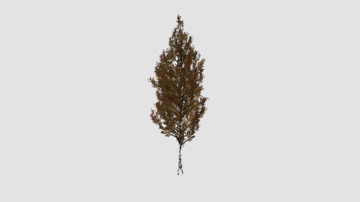Populus 3D models - Sketchfab