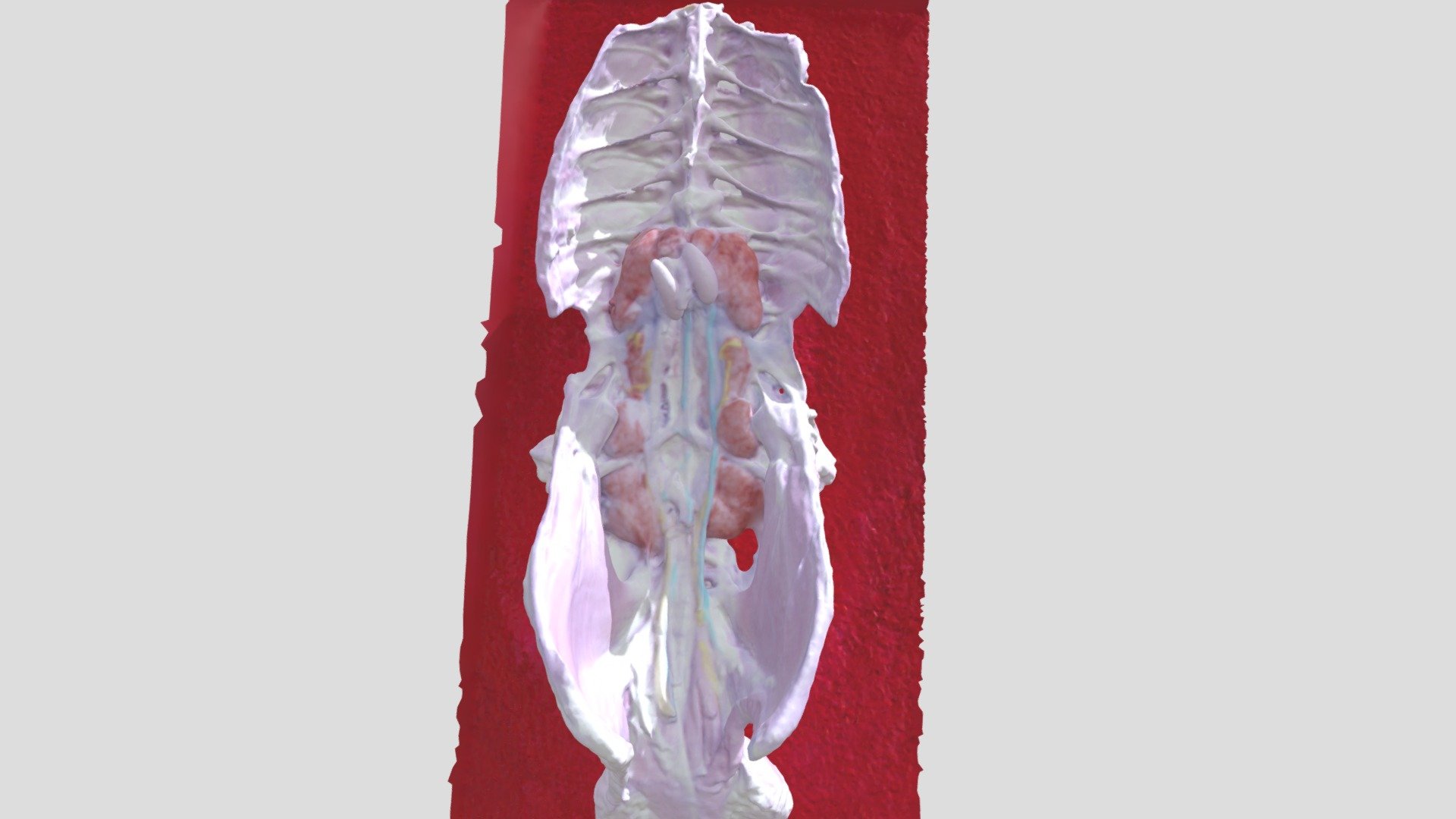 Kidneys inside the synsacrum (chicken) - 3D model by University of ...