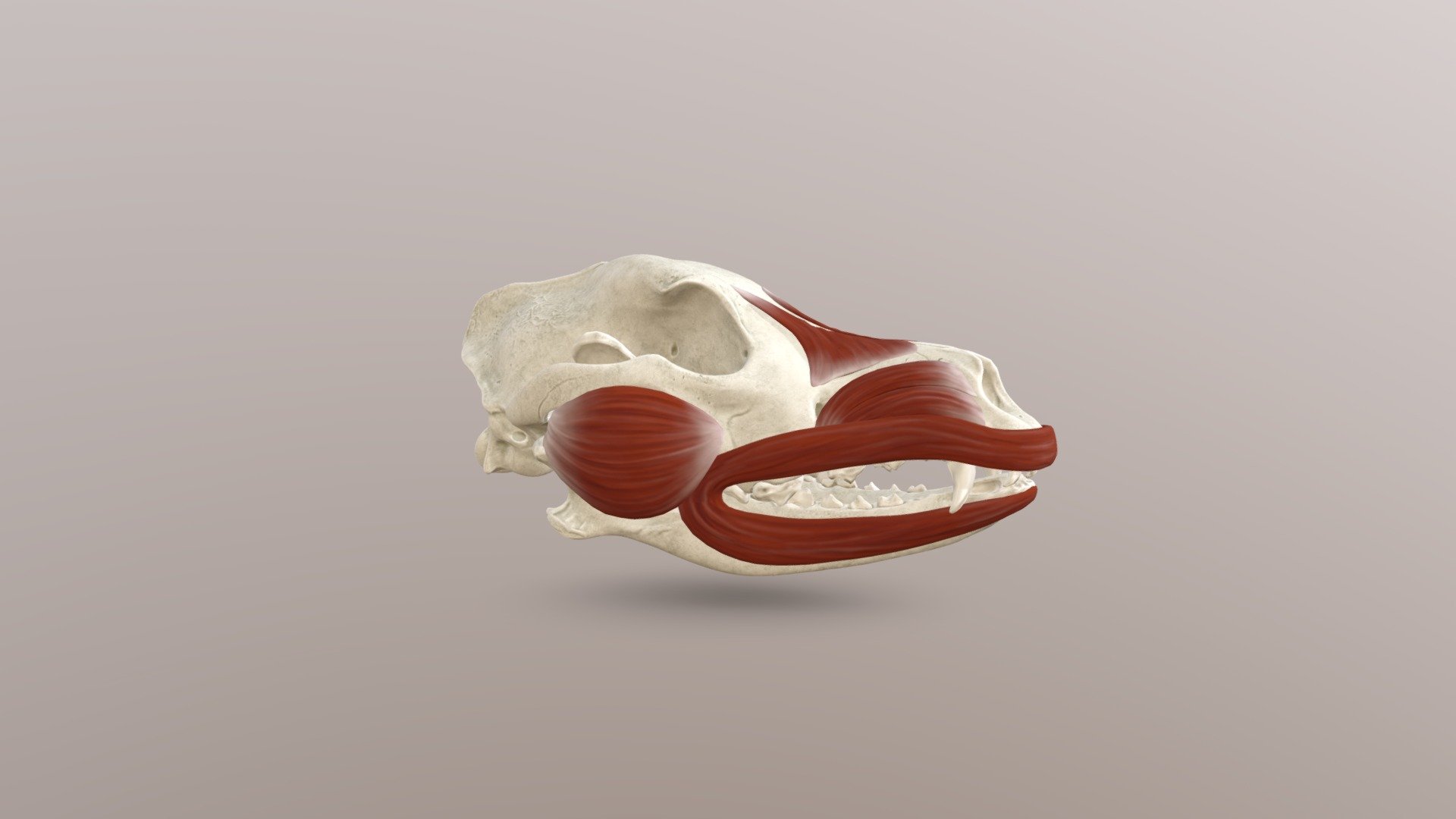 Dog Bone - 3D model by Zoey (@zoey93) [e5a1ce9] - Sketchfab