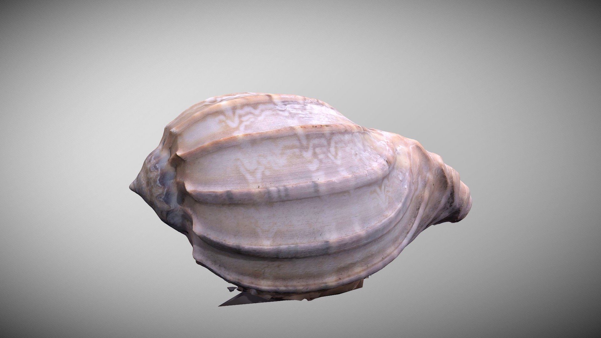 conch - Download Free 3D model by hata419 [e5a650e] - Sketchfab