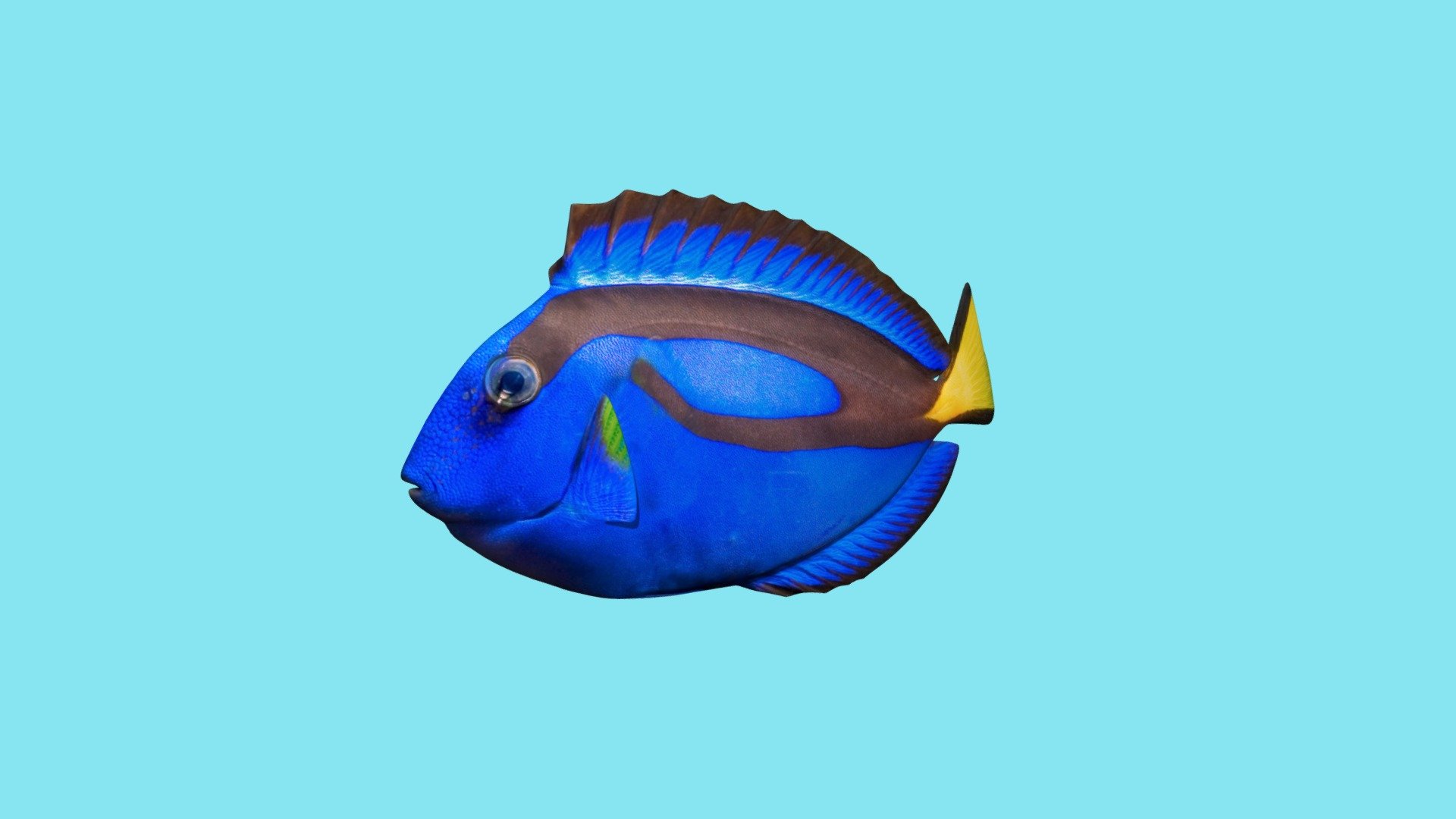 Blue Tang2 - Download Free 3D model by kenchoo [e5b1b8f] - Sketchfab