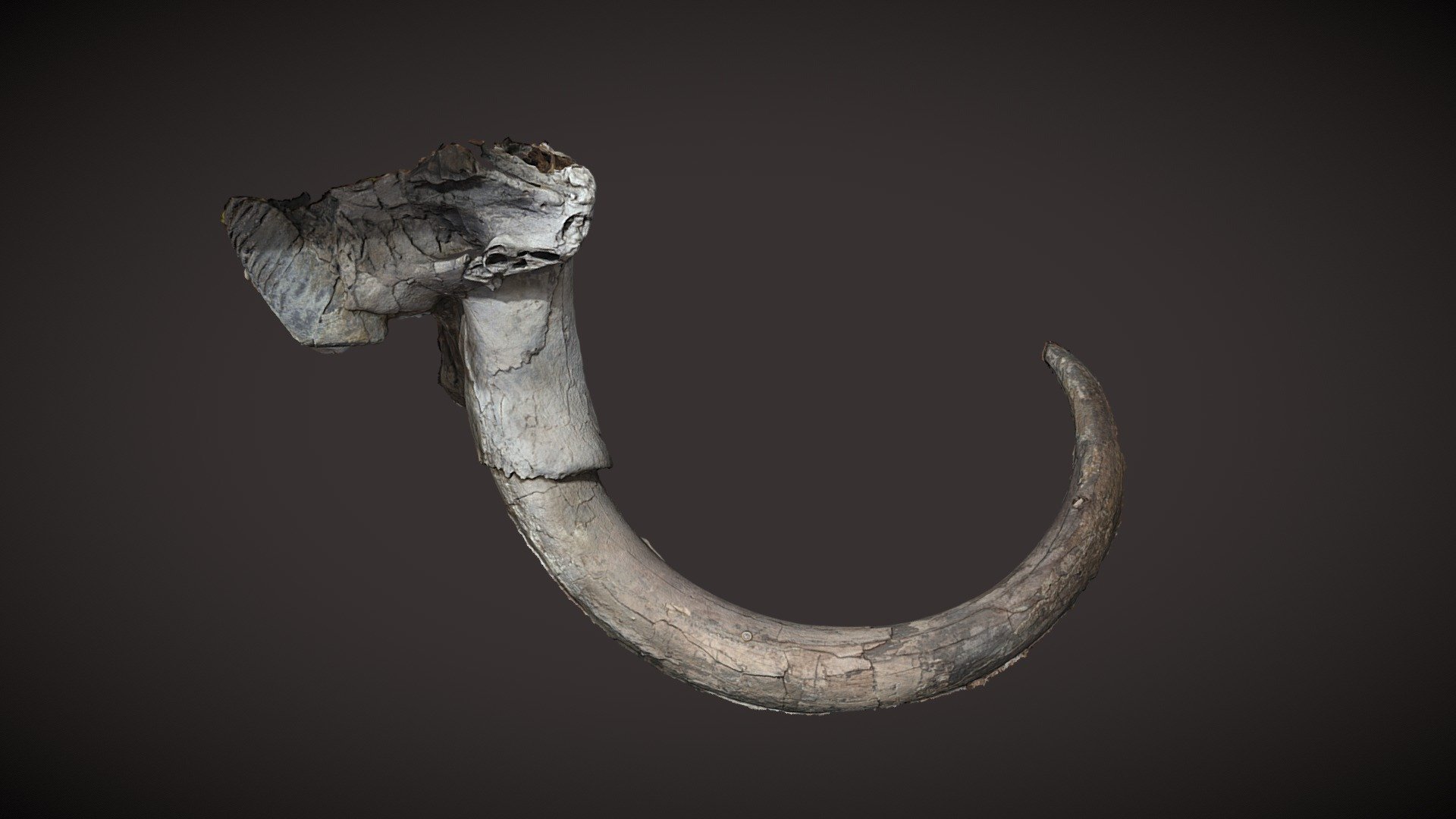 West Runton Mammoth Skull - 3D model by ThinkSee3D [e5b6536] - Sketchfab