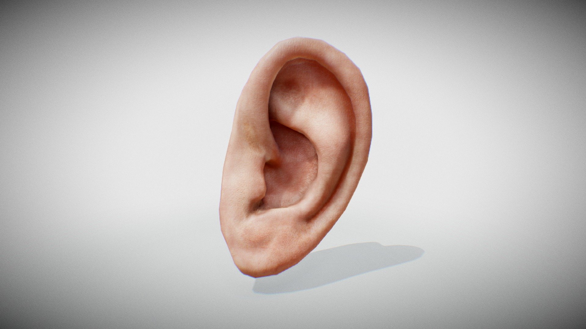 Ear Model - 3D model by Arturs (@Arturiks) [e5ba34d] - Sketchfab