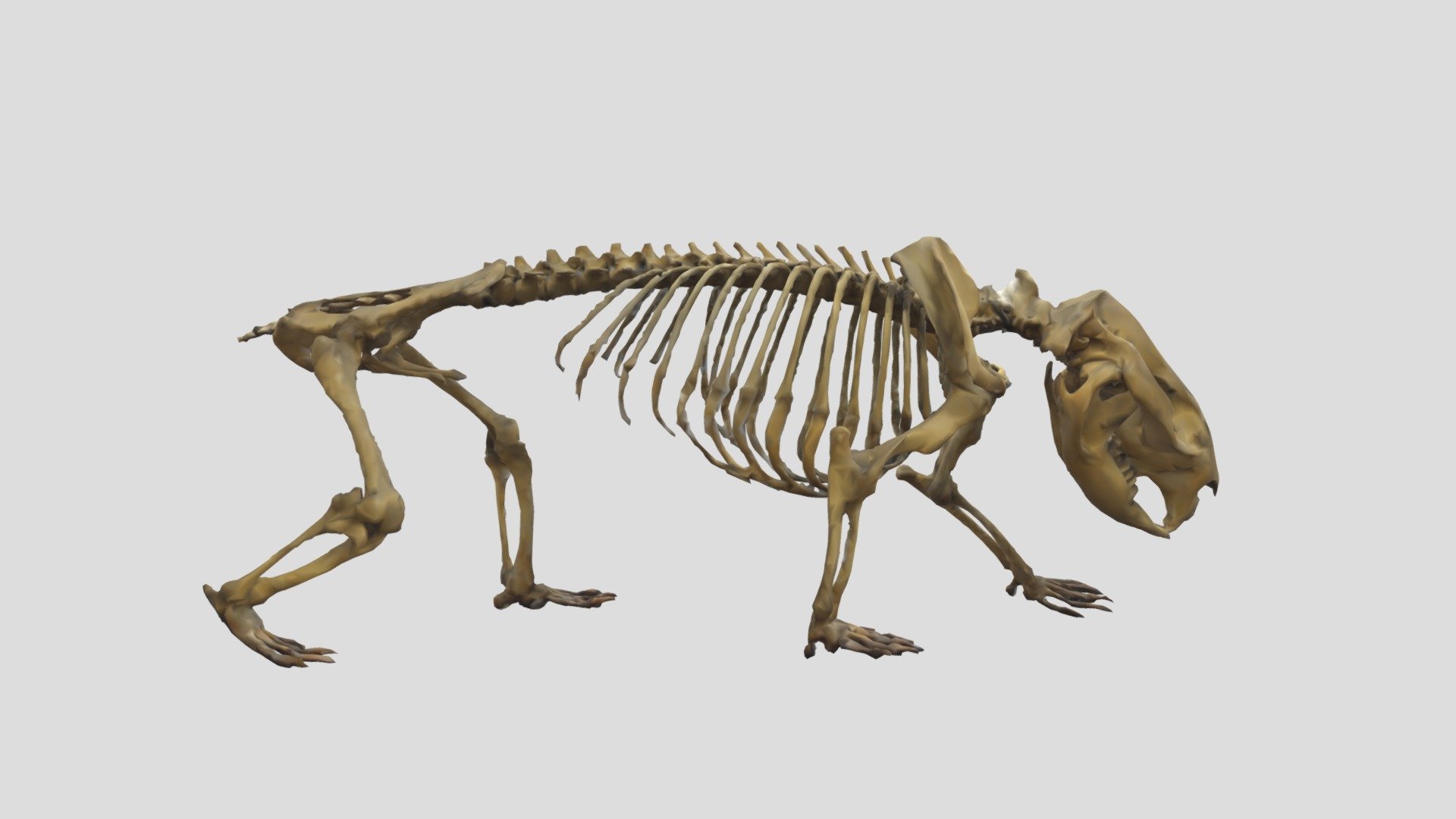 Squelette entier de Wombat - Download Free 3D model by JChanteloupUPS ...