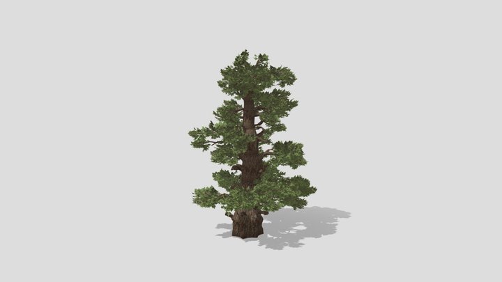 Juniper 3D models - Sketchfab