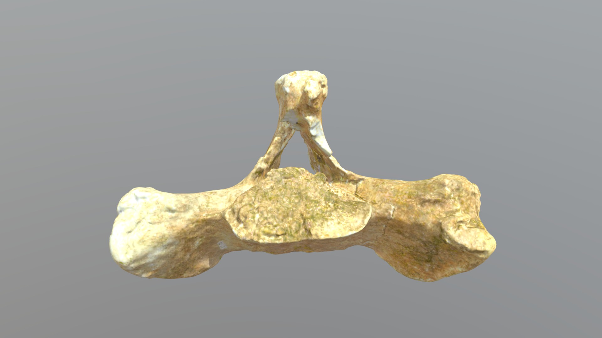 Mastodon Caudal Vertebra (VCU_3D_3092) - Download Free 3D model by ...