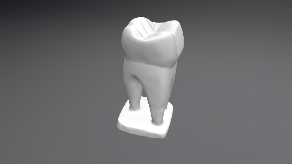 Education model of human tooth - 3D model by threeding.com [e5d91ef ...