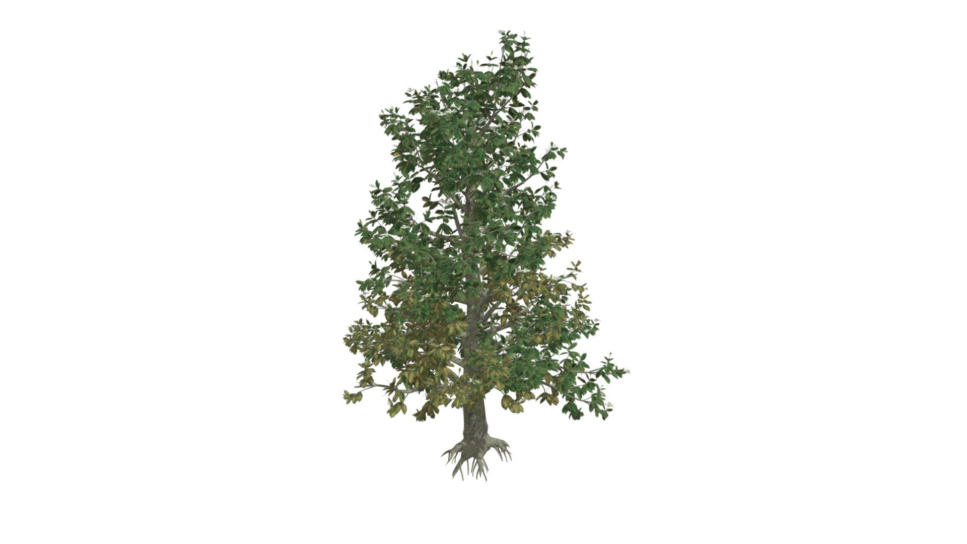 Southern Magnolia Tree #07 - Buy Royalty Free 3D model by meshshape ...