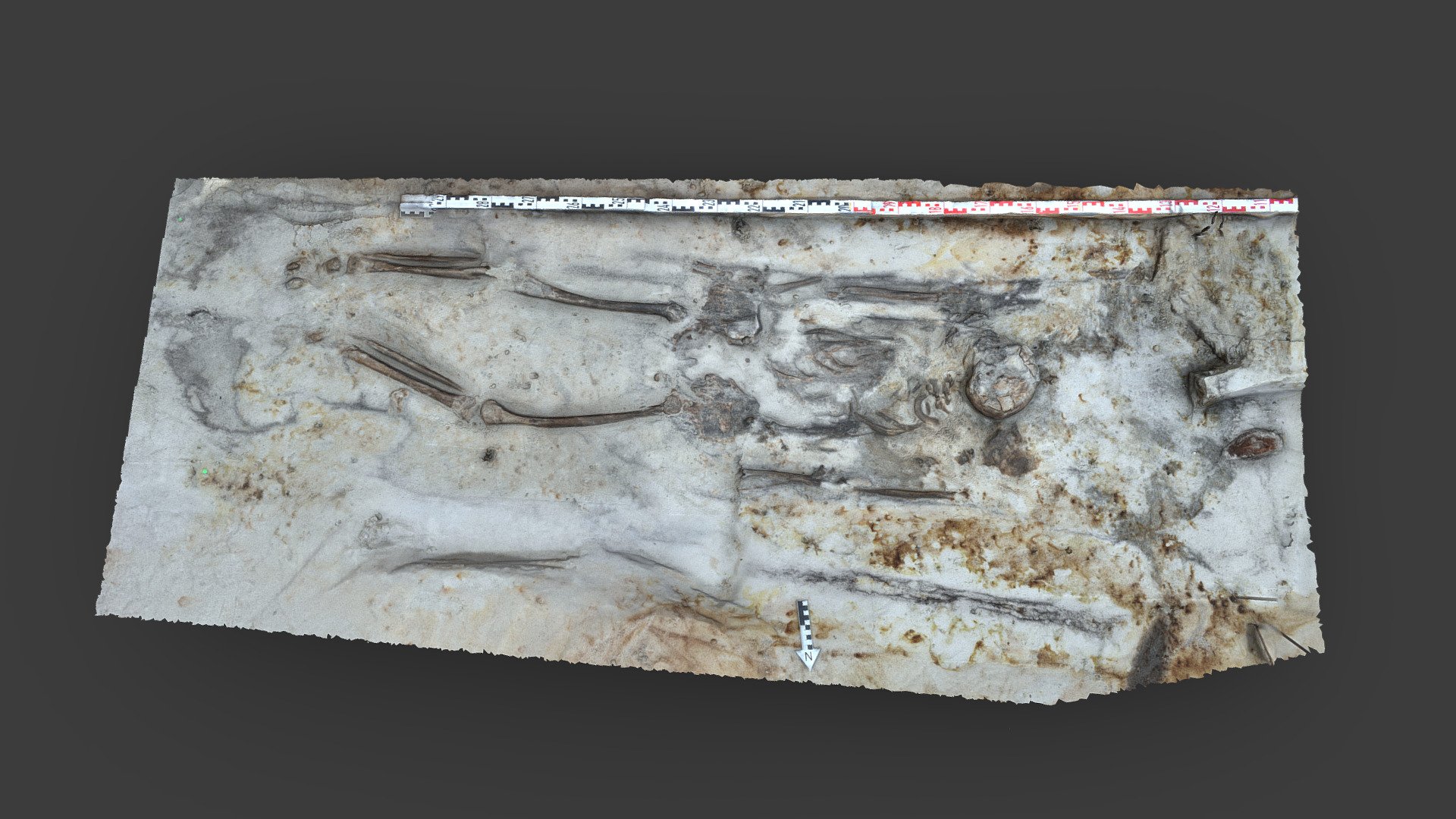 2023 BRB BEF 43 Grab adult - 3D model by praehist3d [e5dc05a] - Sketchfab