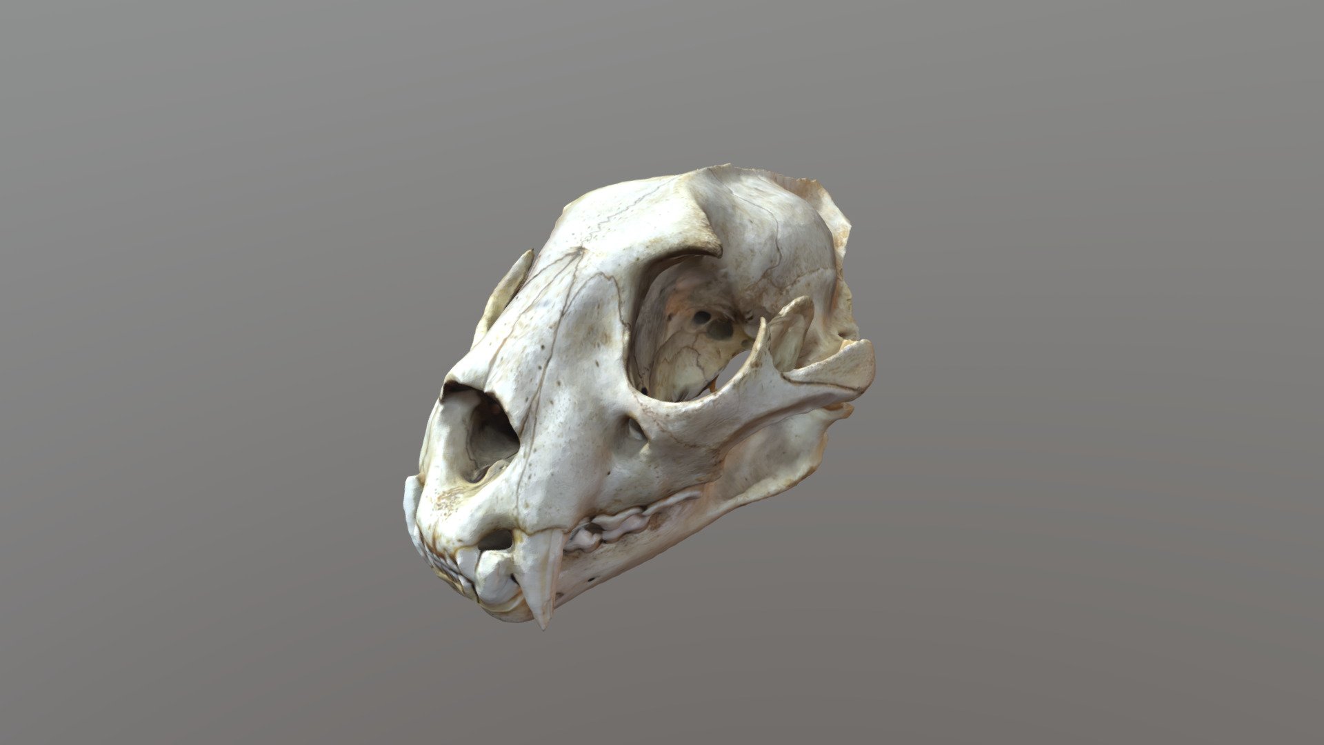 crâne de Léopard - Download Free 3D model by Tavernier Amaury ...