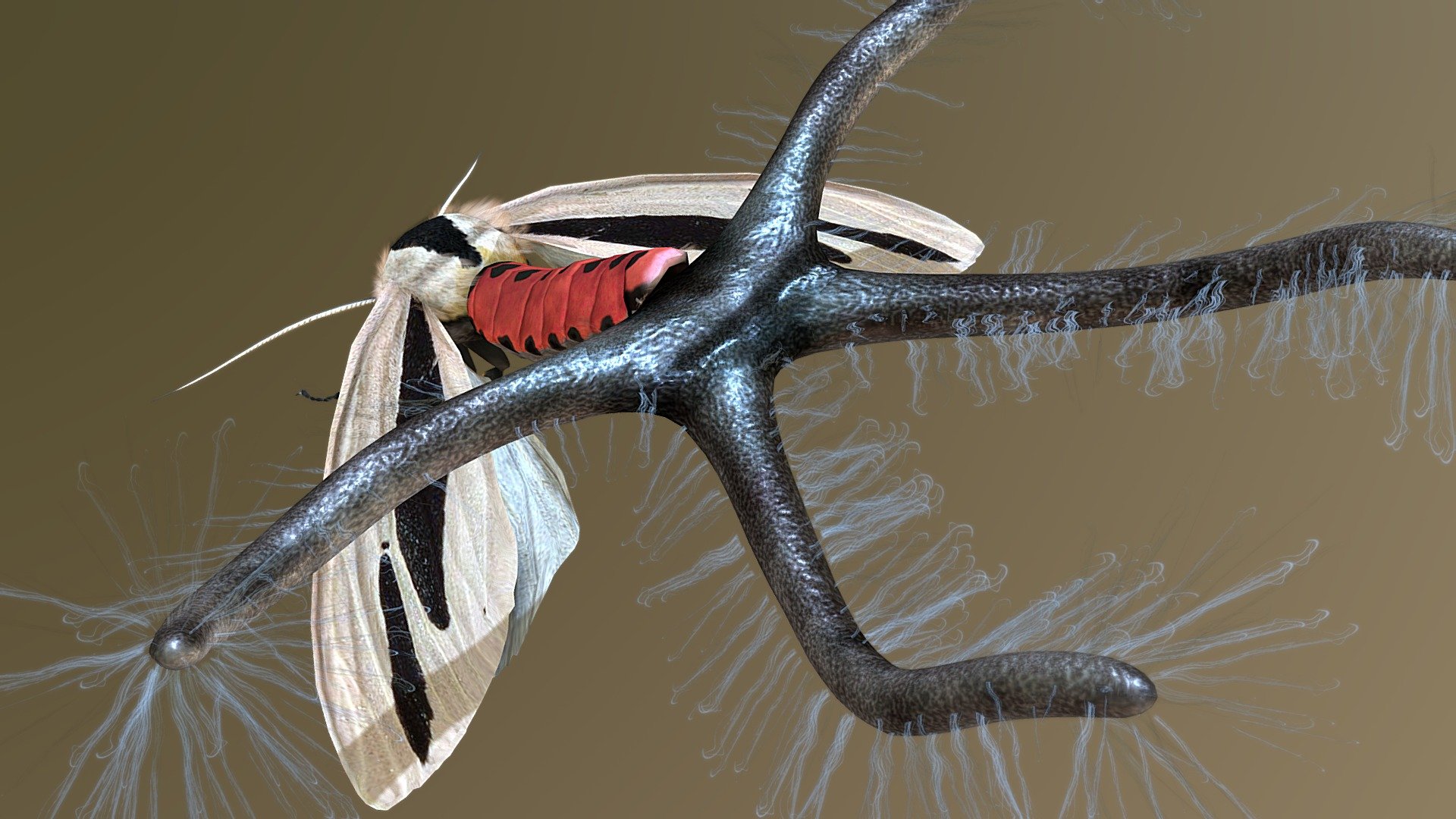 Creatonotos gangis - 3D model by Boycraft [e5e2ae3] - Sketchfab