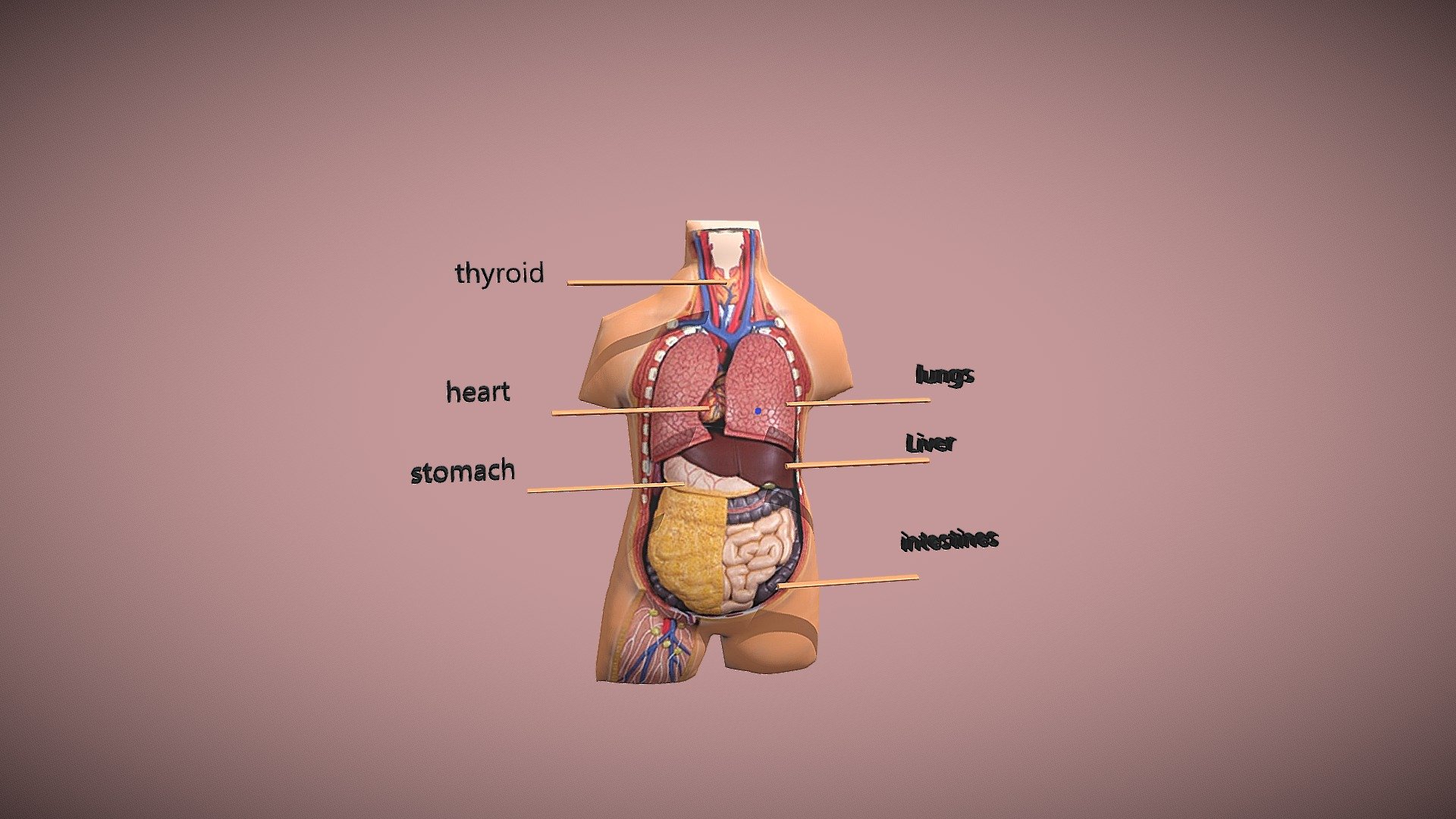 organ tubuh2 - Download Free 3D model by ninikmasithoh [e5e4d8f ...