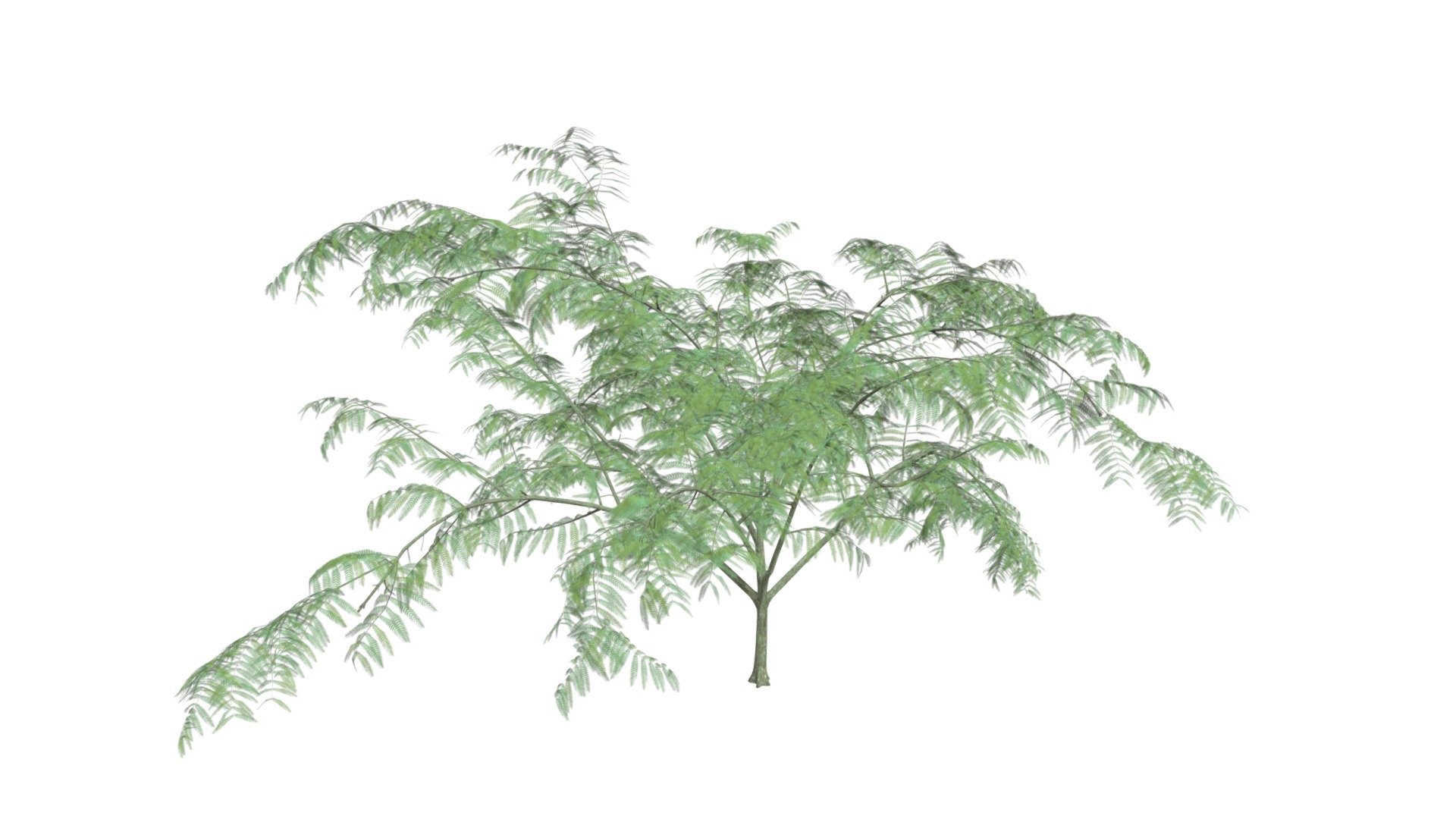 Mimosa Tree #10 - Buy Royalty Free 3D model by meshshape [e5ef387 ...