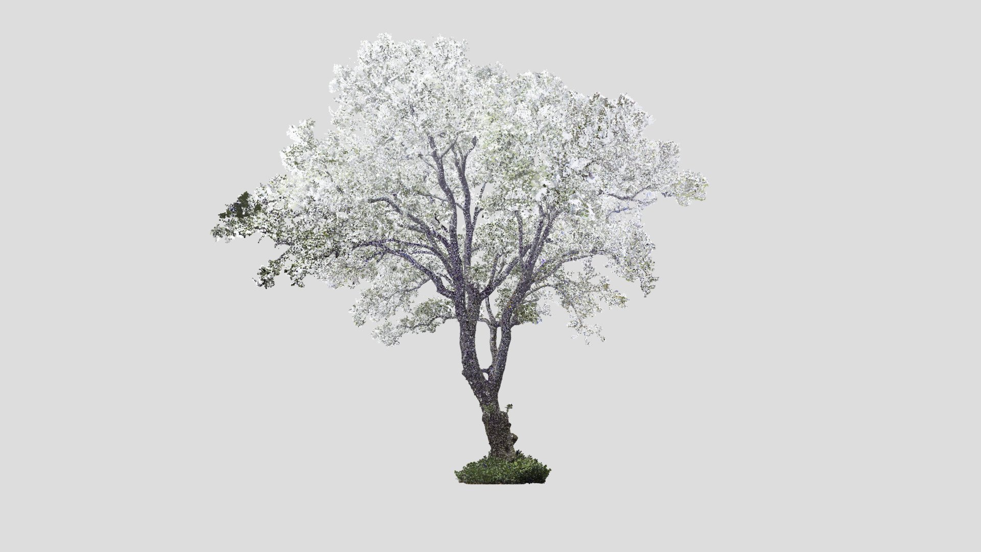 Tree Point Cloud - Buy Royalty Free 3D model by magnum_opus (@tree ...