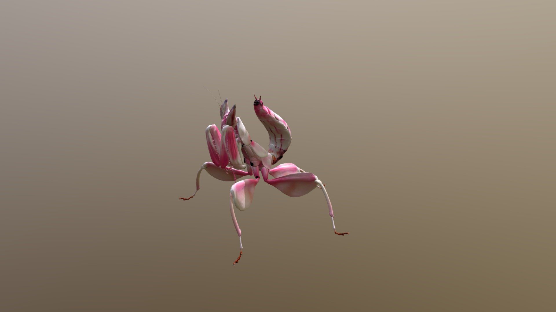 Orchid Flower Mantis - 3D model by kenchoo [e60350f] - Sketchfab