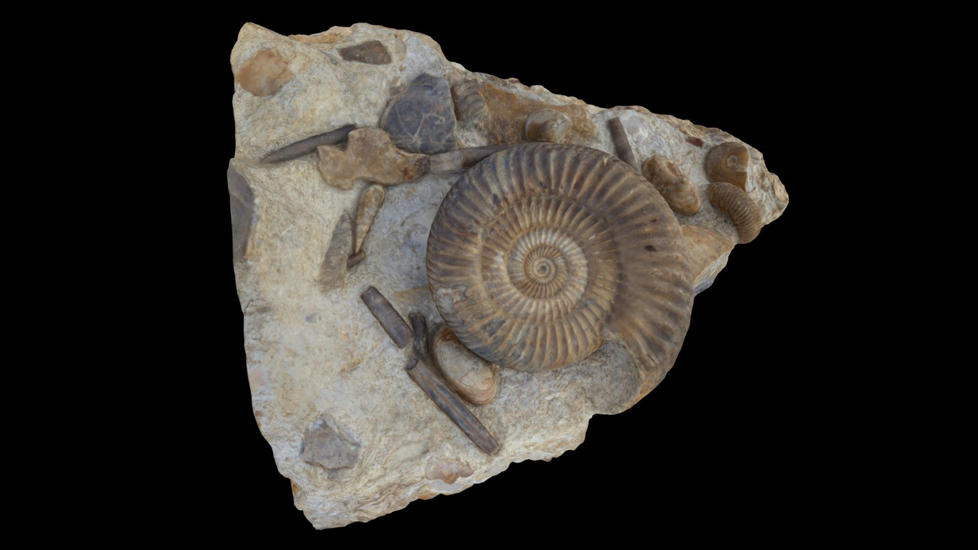Inferior Oolite - 3D model by Prof Tim Barrows (@tb276) [e60d0dc ...