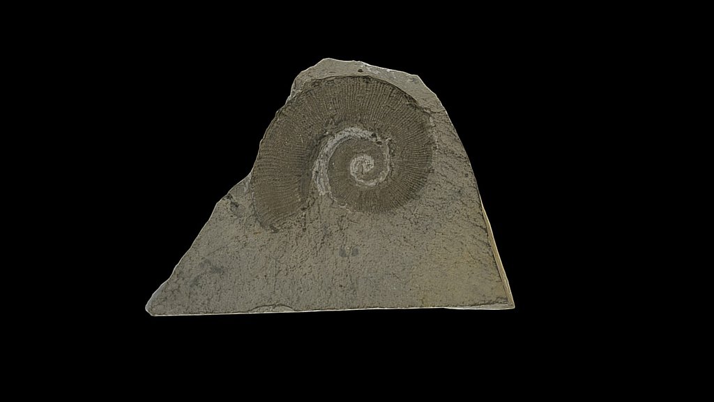 Ammonites: Crioceratites sp. - 3D model by VibrantNebula [e60eea7 ...