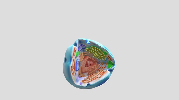 Biology-model 3D models - Sketchfab