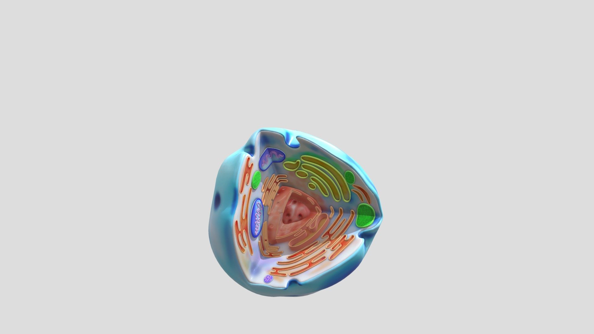 Biology - Download Free 3D model by opikprasetyo [e61115b] - Sketchfab