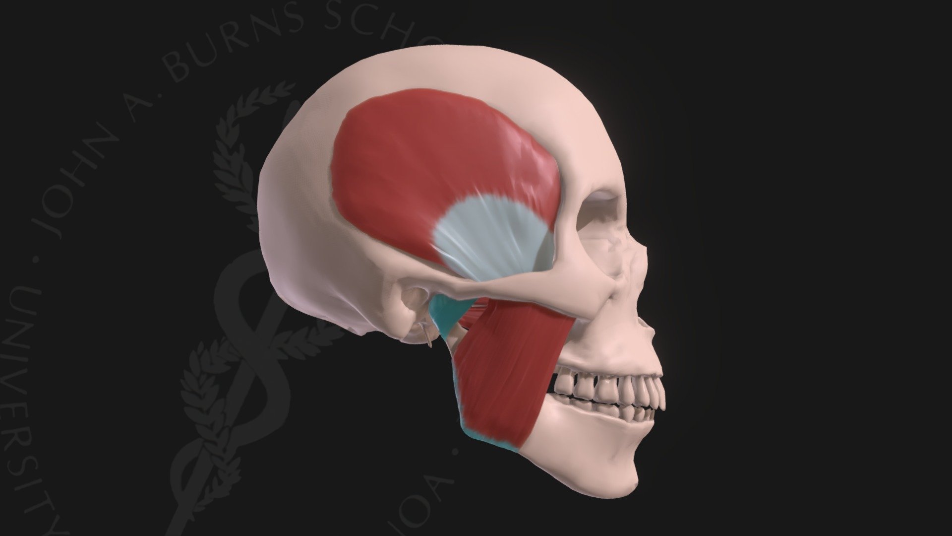 Muscles of Mastication - 3D model by John A Burns School of Medicine ...