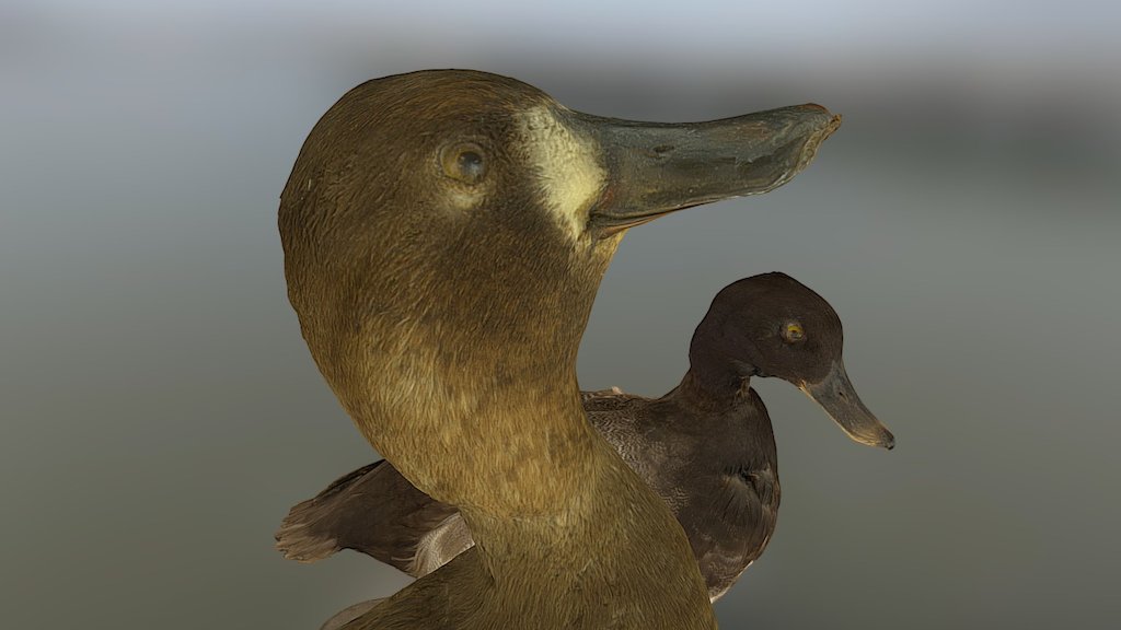Lesser Scaups - 3D model by John Fino (tauricity) (@tauricity) [e615eac ...