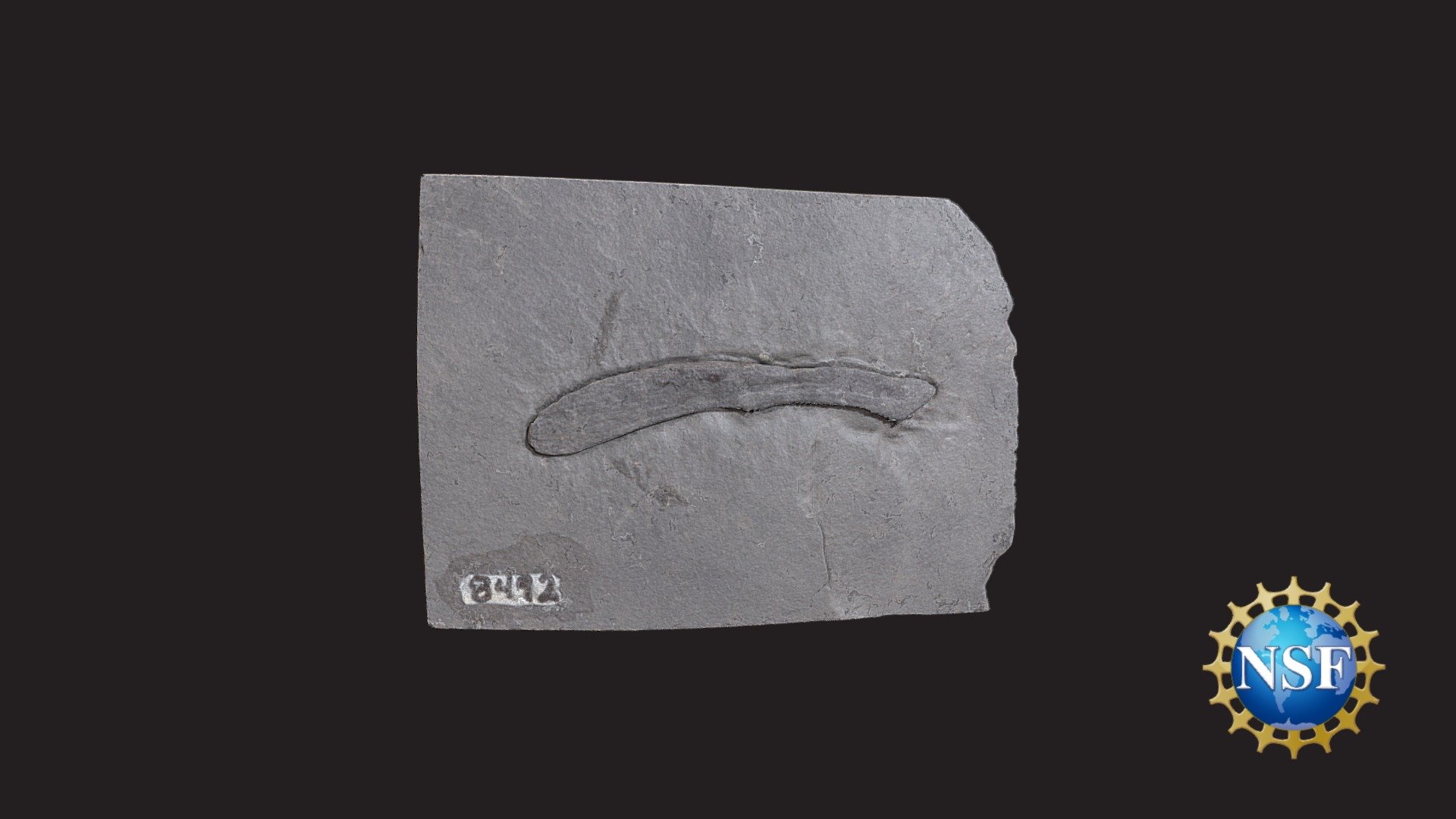 CMNH 8492 Micro Arthrodire Infragnathal - 3D model by Cleveland Museum ...