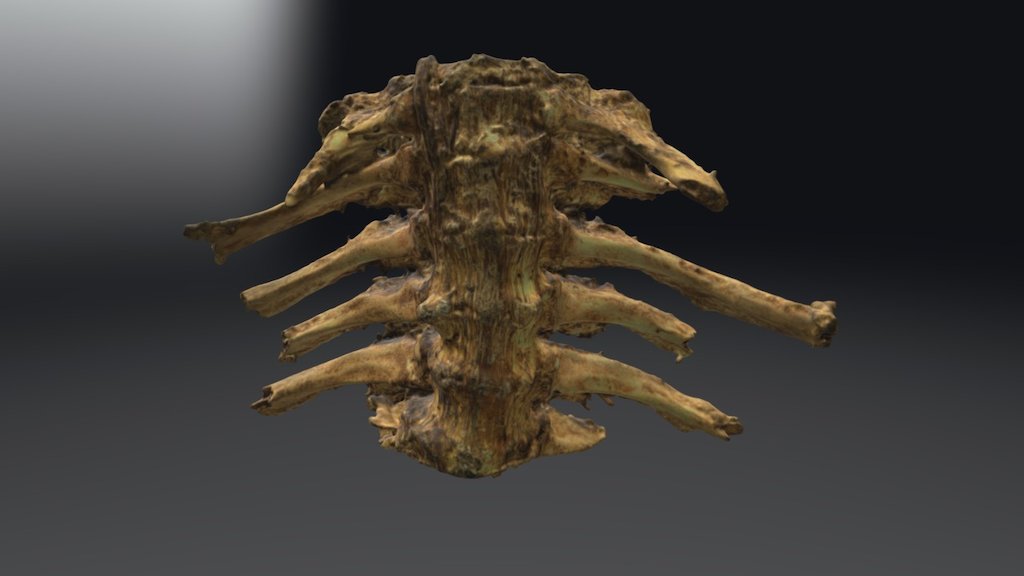 Part of backbone and ribs - 3D model by threeding.com [e617207] - Sketchfab