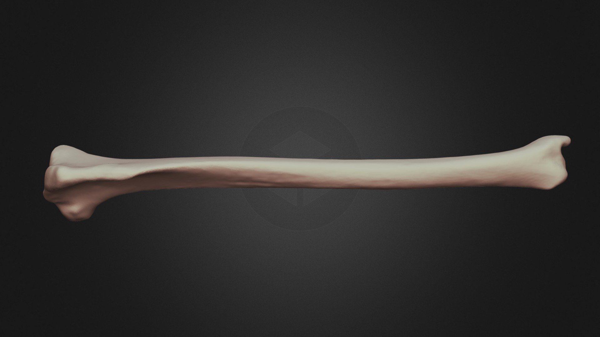 Canis latrans (Coyote) Right Tibia - 3D model by Lakehead Anthropology ...