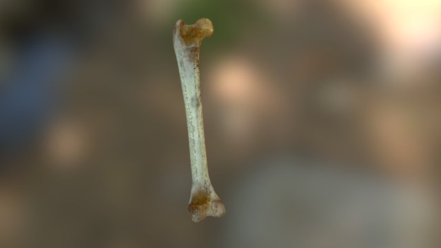 Animal-bone 3D models - Sketchfab