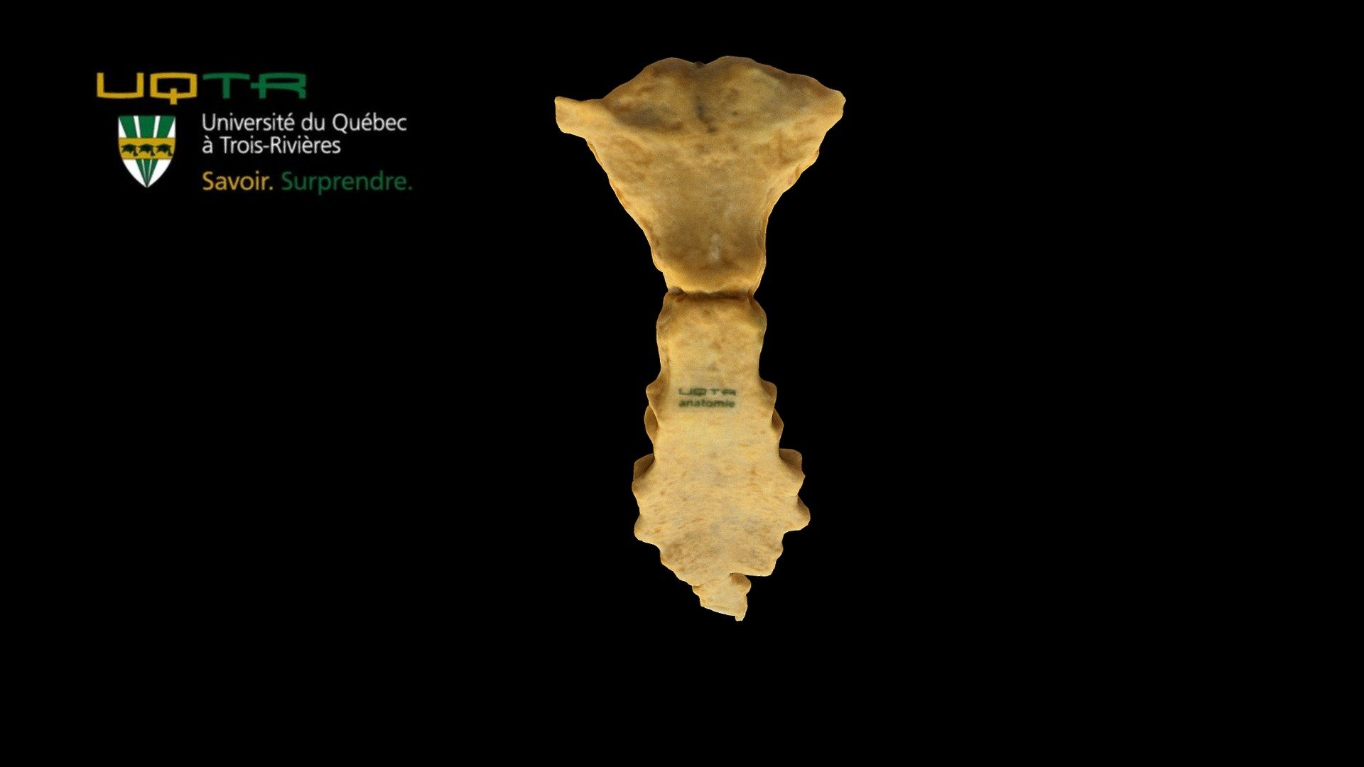Sternum # Sternum bone - 3D model by Anatomie UQTR - Anatomy UQTR ...