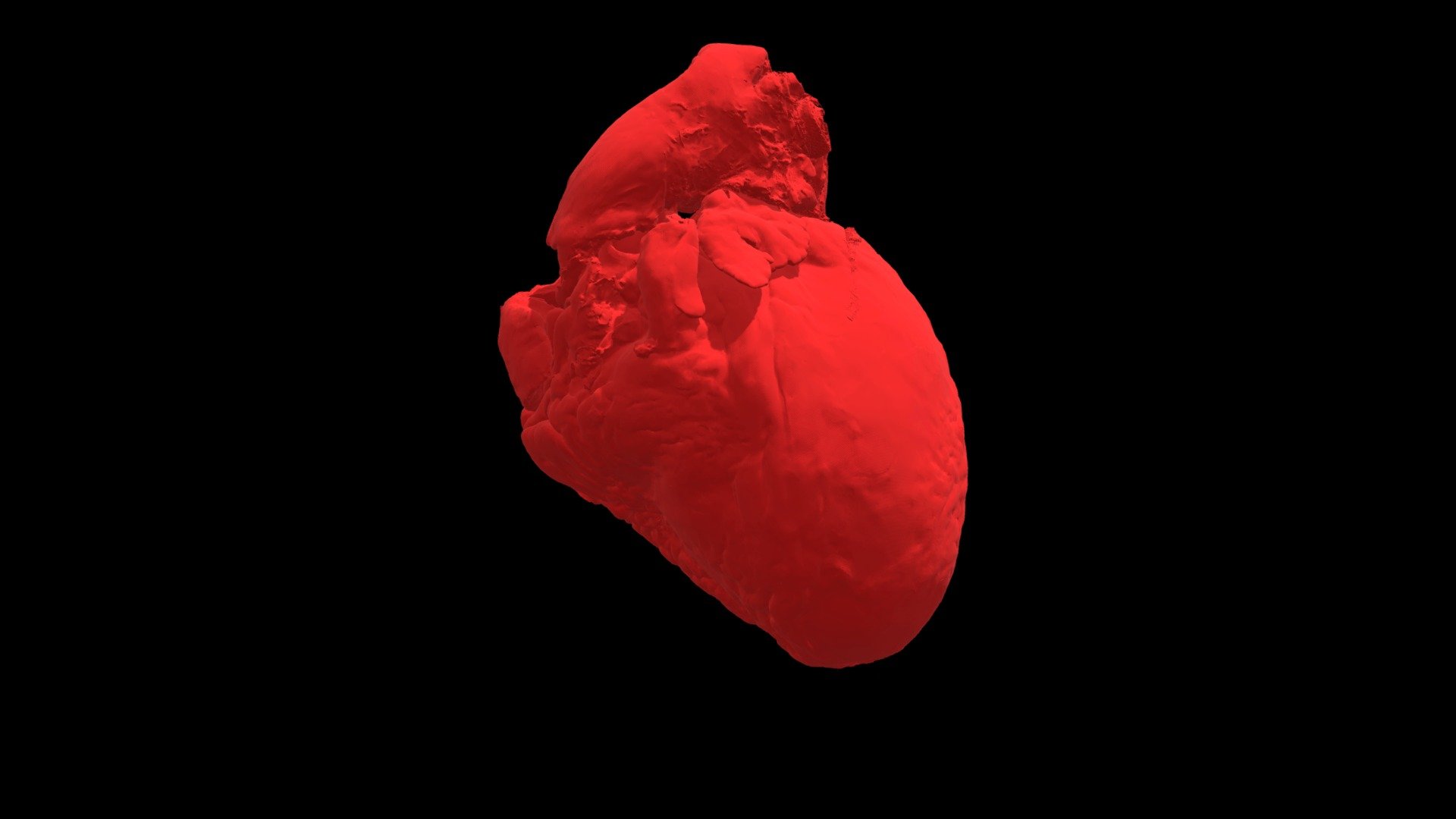 Human Heart #0414 Tissue Model - 3D model by VisibleHeartLabs [e62db07 ...