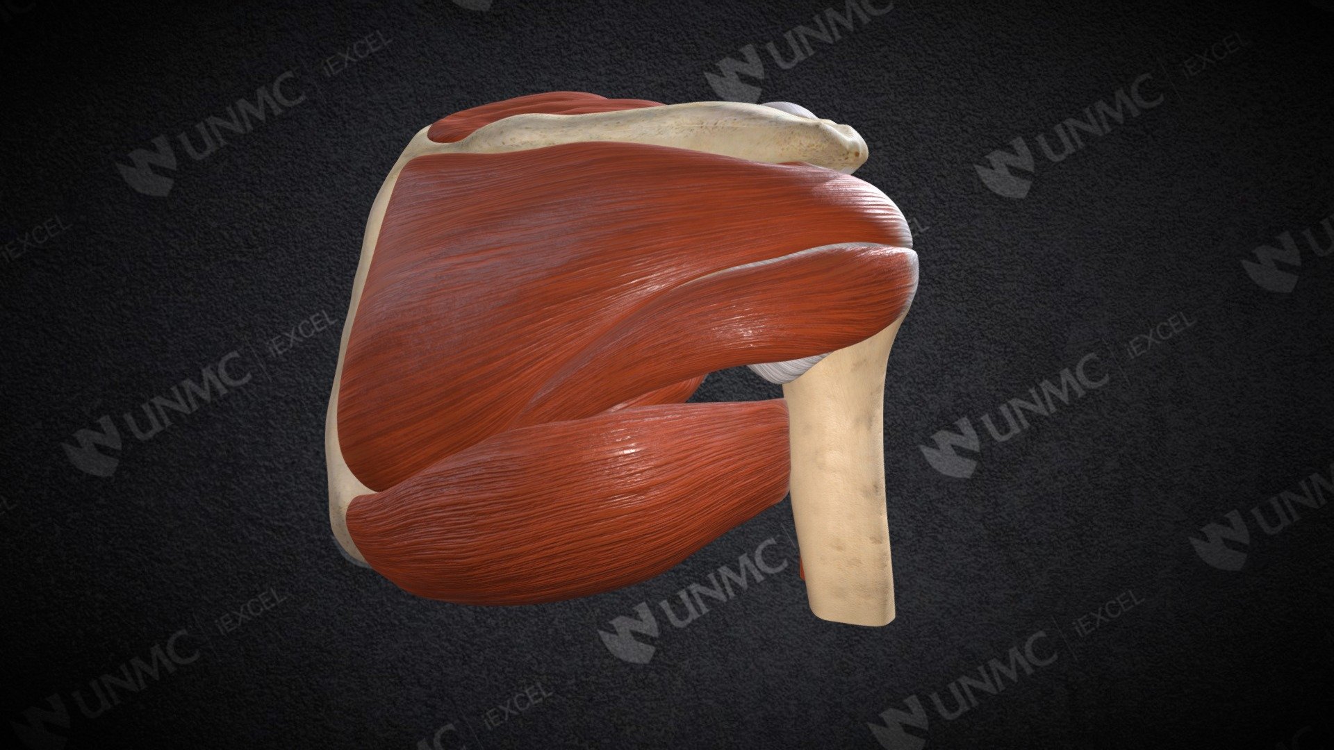 Normal Shoulder from CT - 3D model by Visualization, iEXCEL (@bill ...
