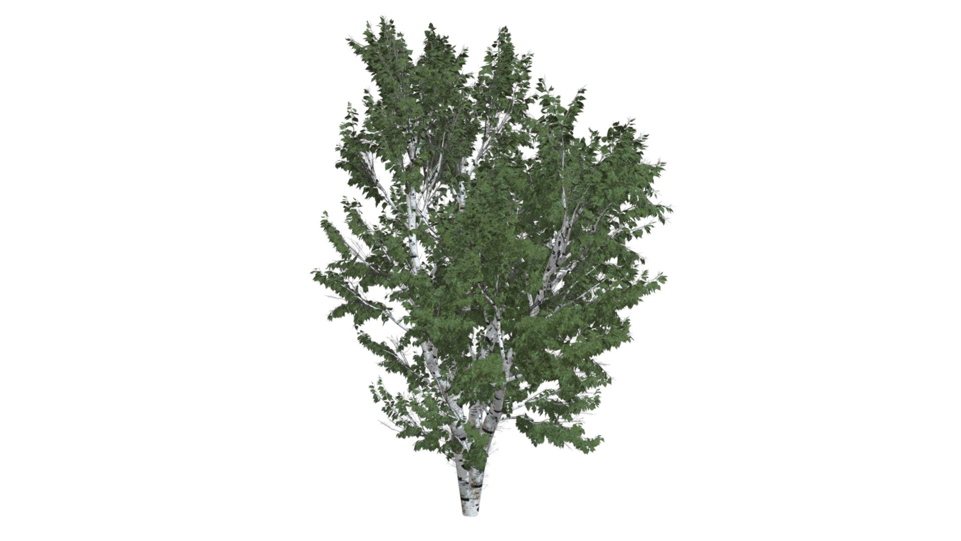 European White Birch Tree #06 - Buy Royalty Free 3D model by meshshape ...