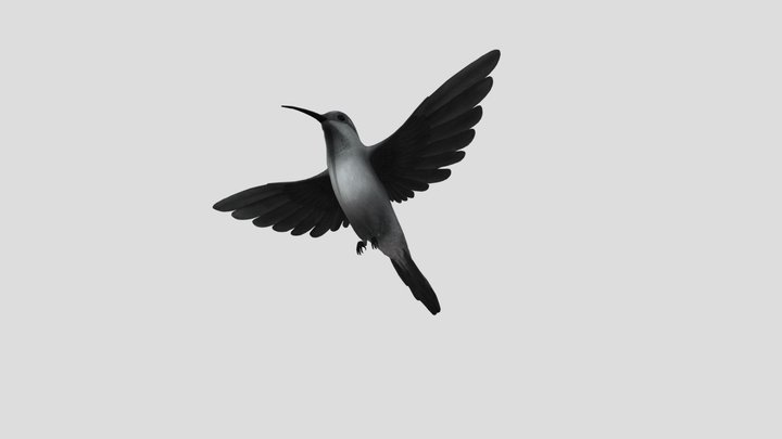 Fastbird 3D models - Sketchfab