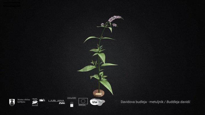 Buddleja 3D models - Sketchfab