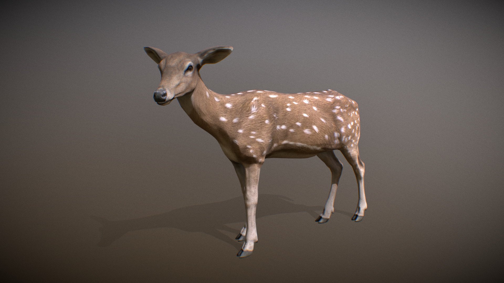 Animalia - Chital (female) - 3D model by GiM (@GamesInMotion) [e64280c ...