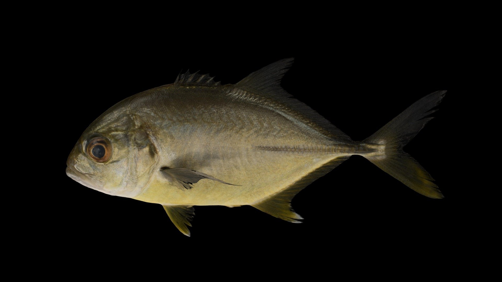 CC0 ロウニンアジ 🐟 Giant Trevally, Caranx ignobilis - Download Free 3D model ...