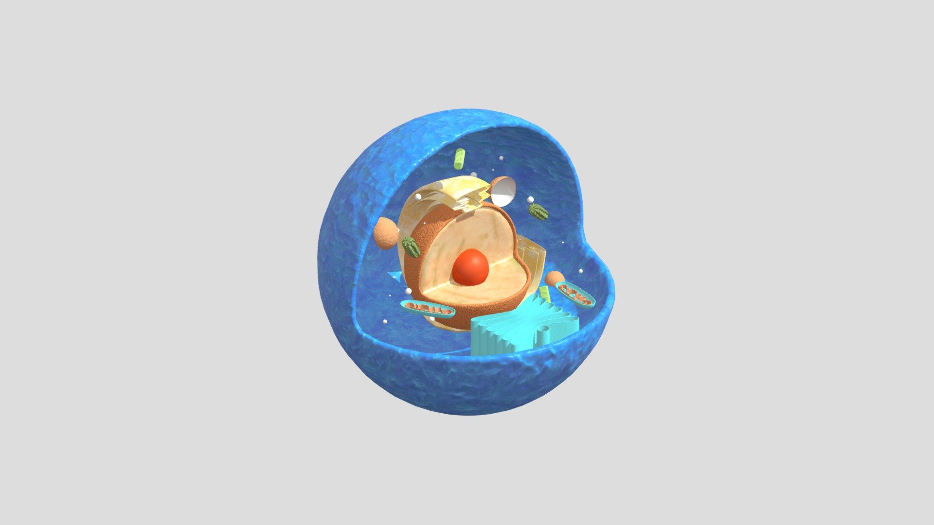 3D Animal Cell - 3D model by DigitalMediaLab [e64a373] - Sketchfab