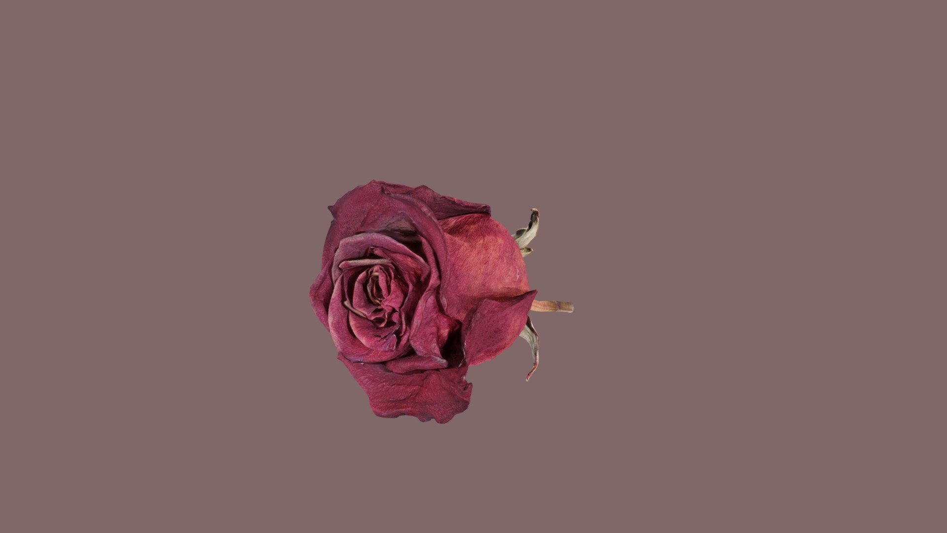 Dried Rose - Download Free 3D model by jmercer5 [e64c819] - Sketchfab