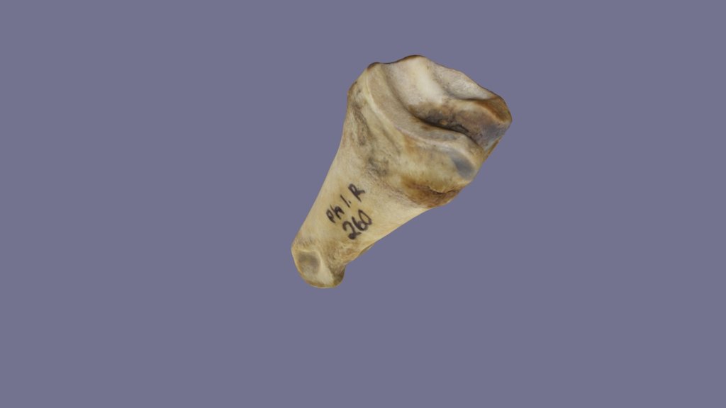 Deer Proximal Phalanx - Download Free 3D model by msorrel [e64cb98 ...